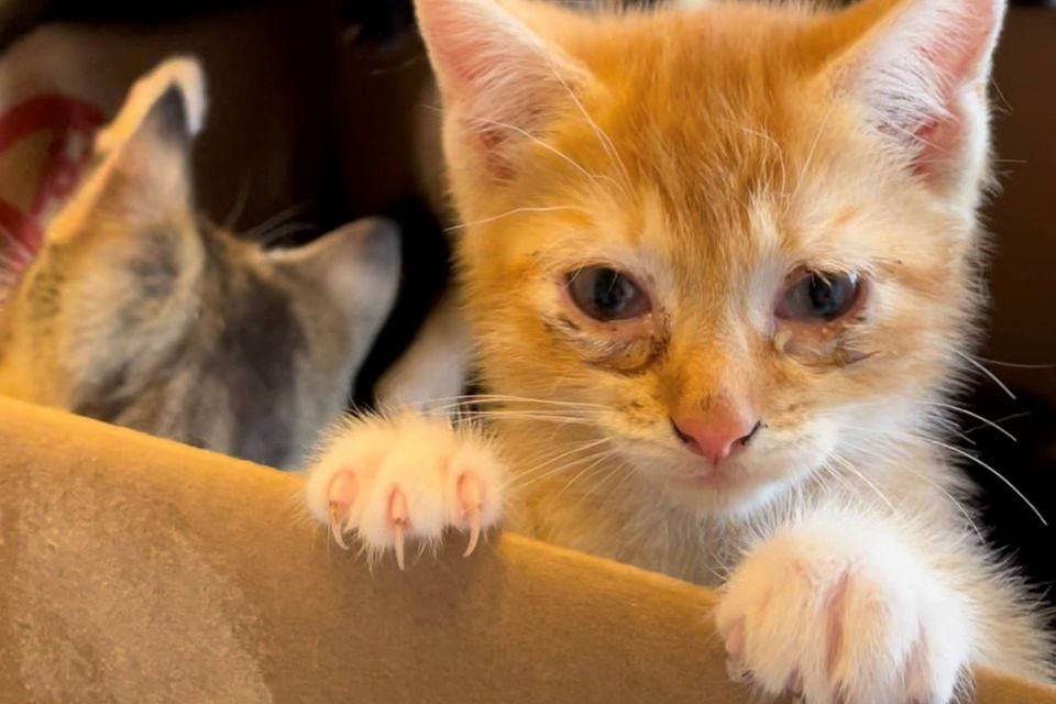 Dyrlæge er rasende: Tilfældigt blev ti kattekillinger og tre mødre fundet dumpet på ...