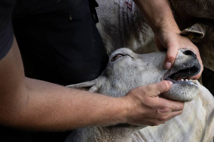 På en mark i Haderslev forsøger Henrik Rohde Juhl at redde sine får fra ...