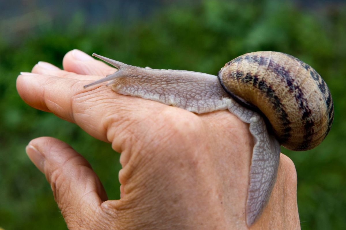 Haveekspert opfordrer til at bekæmpe plettet voldsnegl, der æder løs af ...