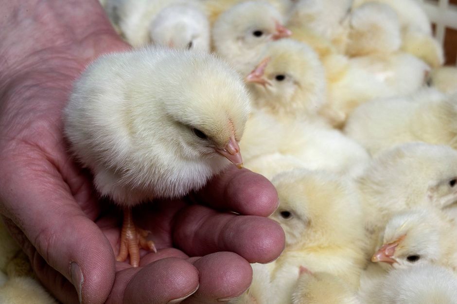 3,2 mio. kyllinger aflives som nyklækkede