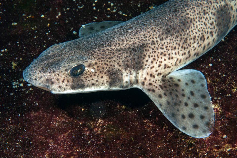 Hajer er i fremgang i danske farvande - Jyllands-Posten