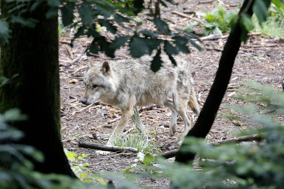 Ulvepar i Danmark har fået mindst 35 hvalpe i 2024 - Jyllands-Posten