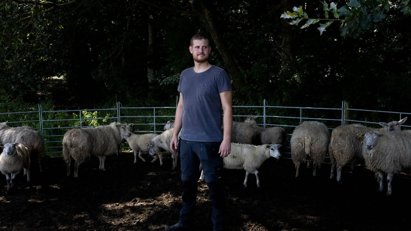 På en mark i Haderslev forsøger Henrik Rohde Juhl at redde sine får fra ...