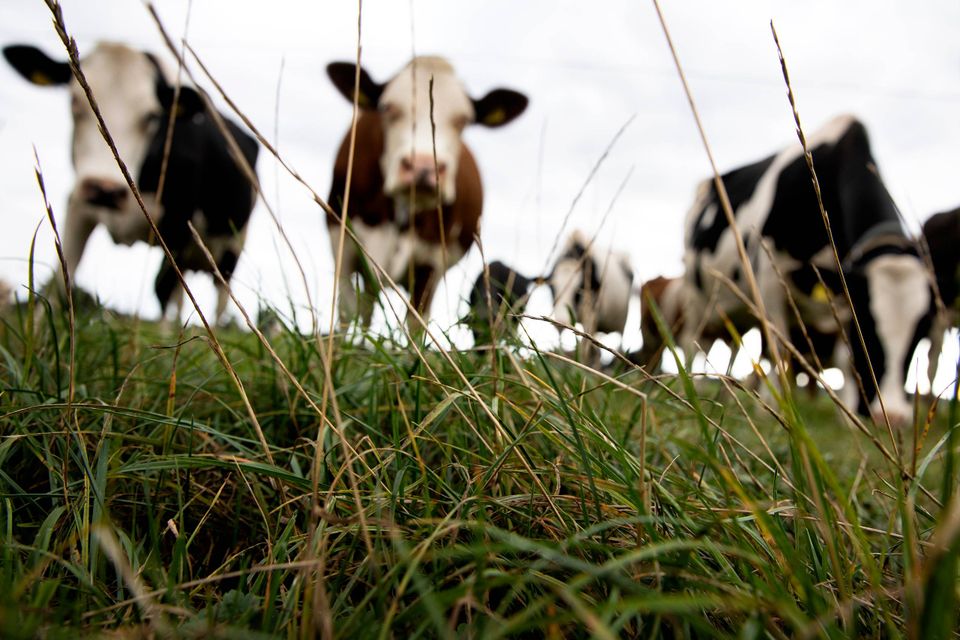 Danmark indfører som første land i verden CO₂-afgift på produktion af ...