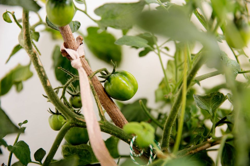 Ny forskning: Dyr reagerer på hemmelige lyde fra planter - Jyllands-Posten