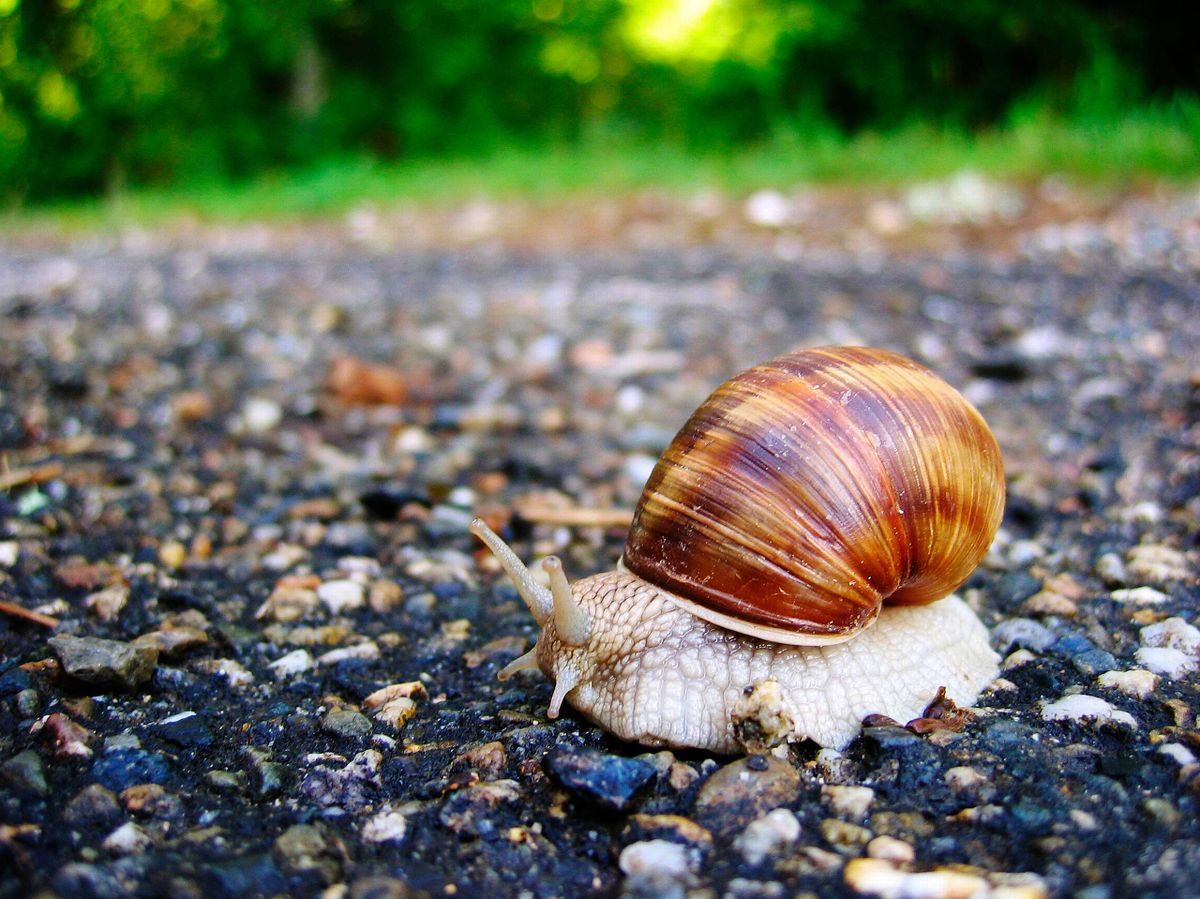Haveekspert opfordrer til at bekæmpe plettet voldsnegl, der æder løs af ...