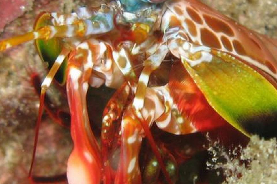 Her er havets sejeste dyr - Jyllands-Posten