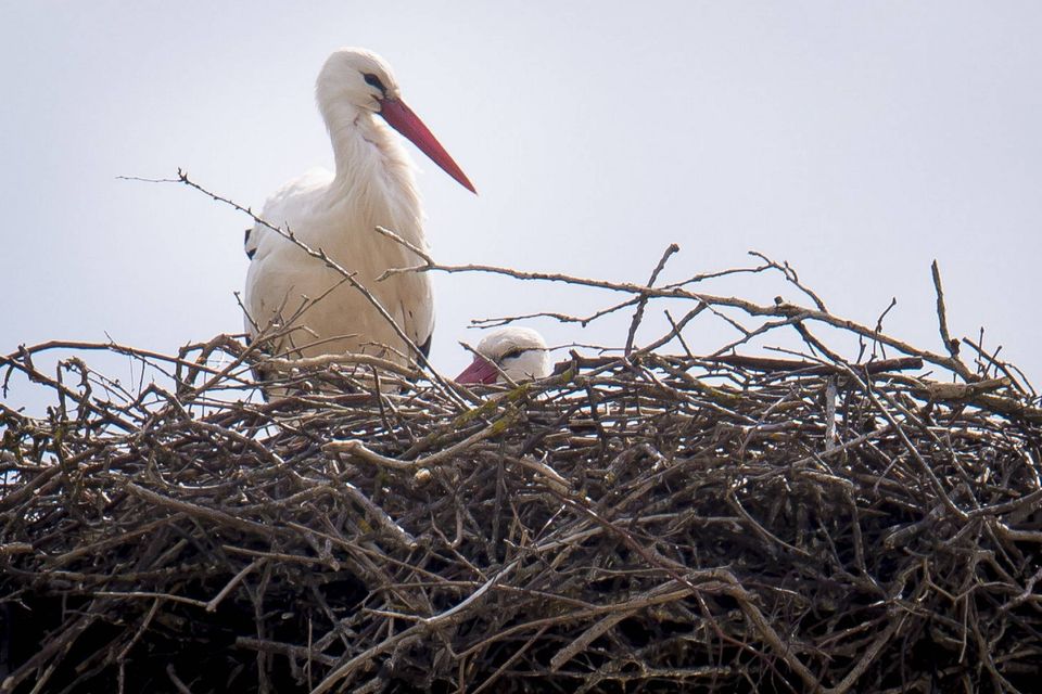Chancen for at se en stork i Danmark er steget - Jyllands-Posten