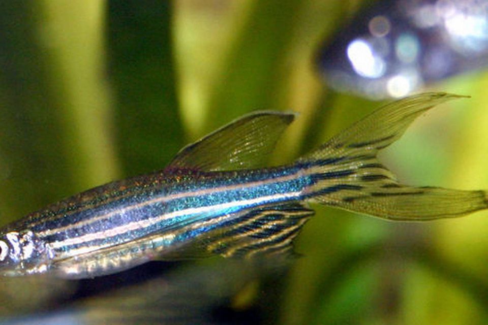 Forskere undersøgte gen i zebrafisk, der gjorde dem klogere på ...