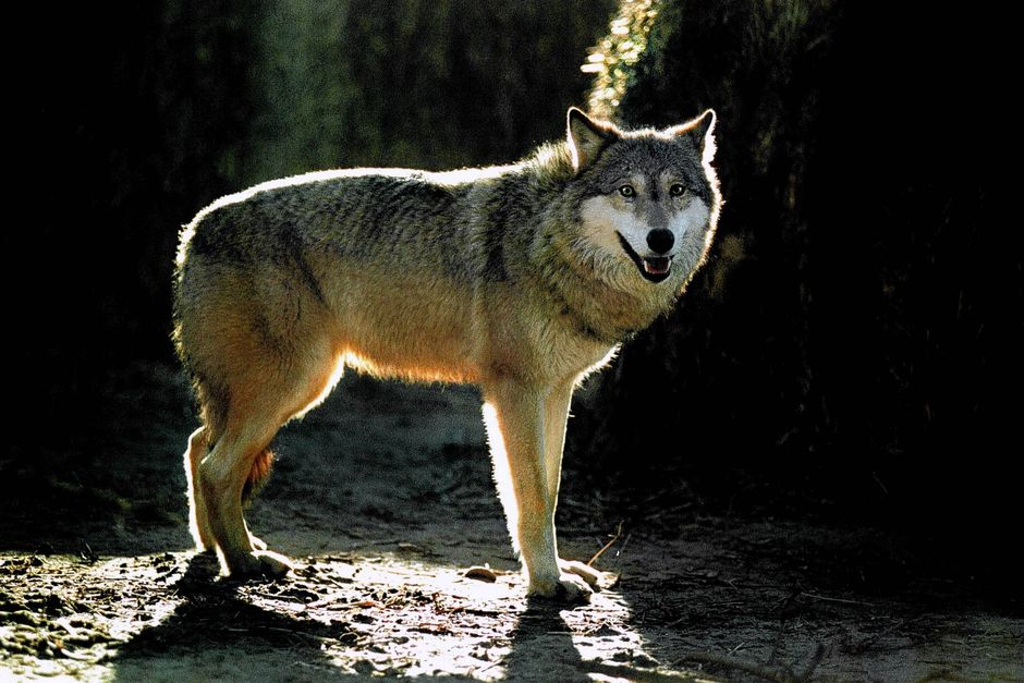 Der er skabt en misforstået frygt for ulven. Den må godt være i den ...