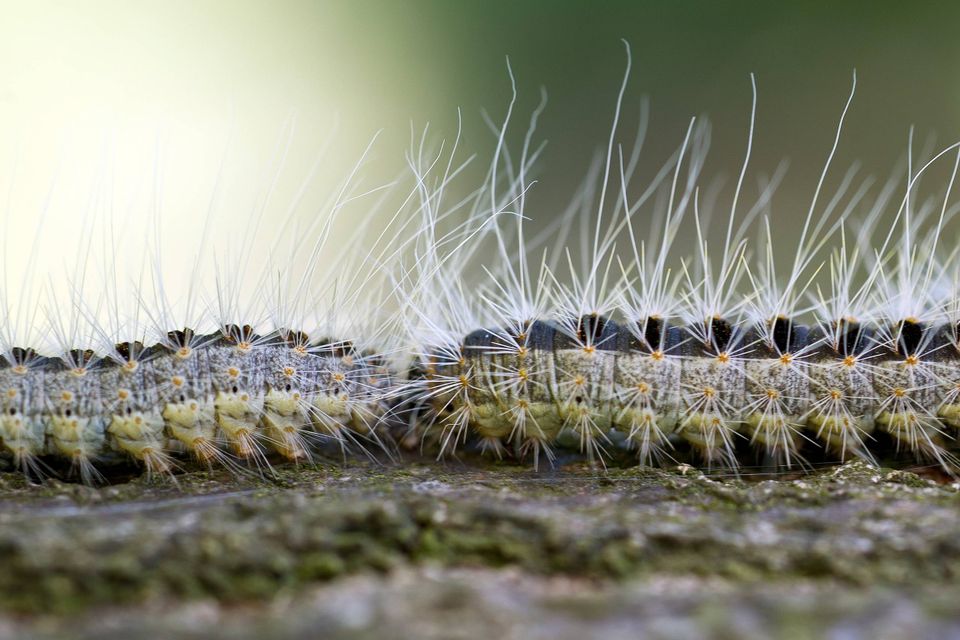 Giftig larve nu fundet i træ i børnehave i Jylland - Jyllands-Posten
