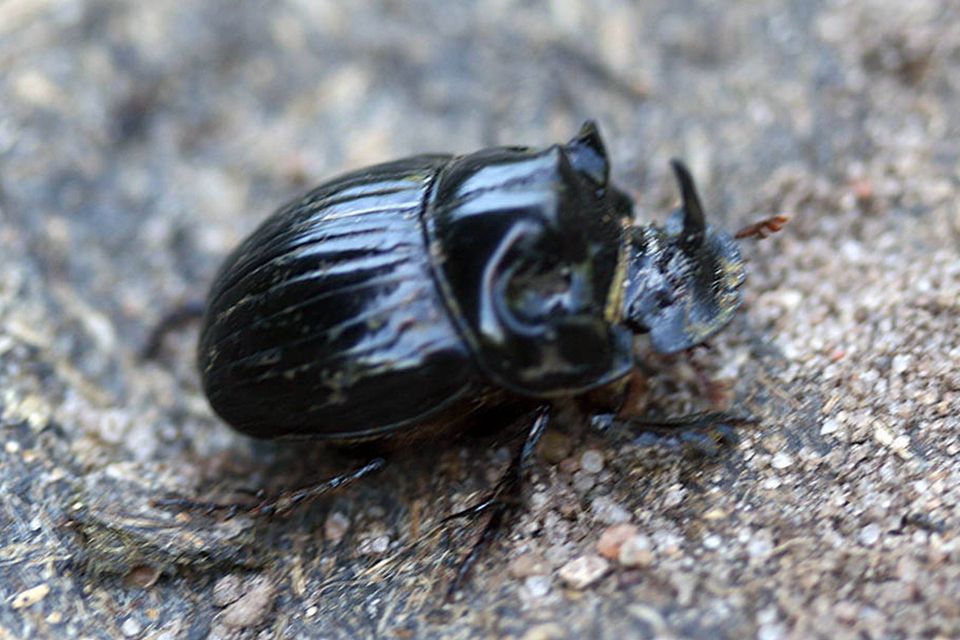 Sensationelt insektfund i kokasse - Jyllands-Posten