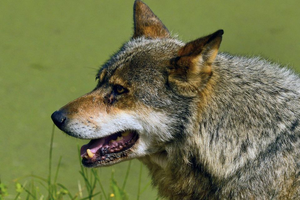 Ulve-debatten er blevet en symbolpolitisk løftestang til at splitte ...