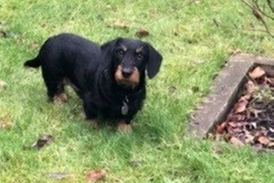 Først troede han, at hans hund var bange for noget i haven. Tre dage ...