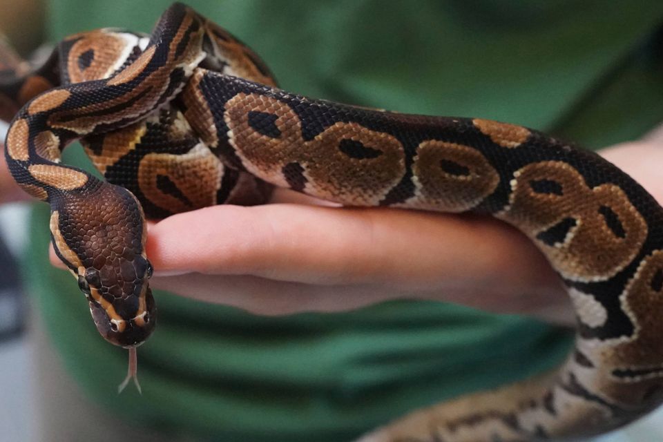 Kongepyton slap fri under flytning og formodes løs i Randers - Jyllands-Posten