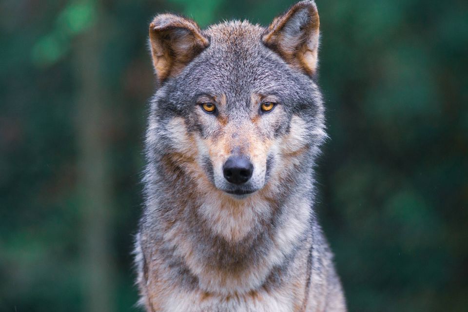 Med hjælp fra sin kone fik manden dræbt ulven med en økse - Jyllands-Posten