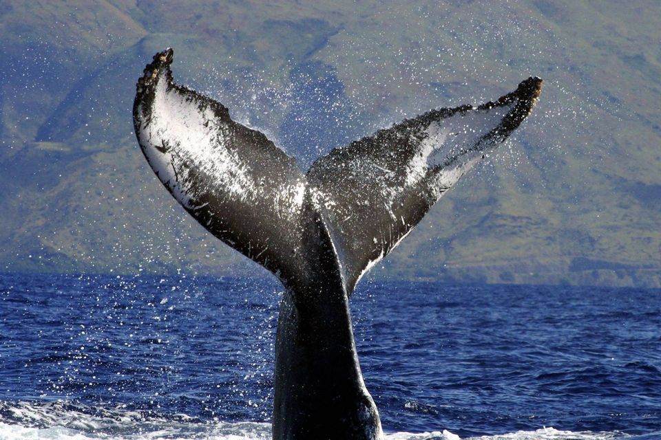 Hval spottet i Øresund: »Det er en pukkelhval, jeg er 99 pct. sikker ...