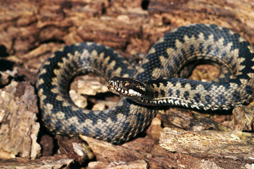 Hugorme er ved at vågne fra vinterhi: Det kan blive farligt for din ...