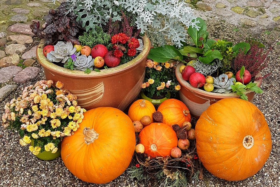 Græskar til pynt og nytte - Jyllands-Posten